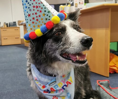 How bringing your dog to work can benefit employee wellbeing in the ...
